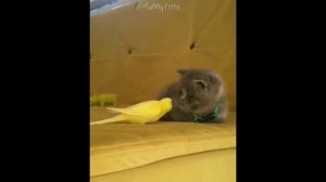 Смешные Коты #40