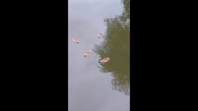 Утки на реке