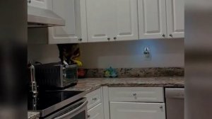 СМЕШНЫЕ КОТЫ 2025 ЛУЧШИЕ ПРИКОЛЫ С КОТАМИ, КОШКИ, КОТИКИ, СОБАЧКИ, СМЕШНОЕ ВИДЕО