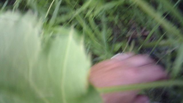 Обзор нашего второго кабачкового растения