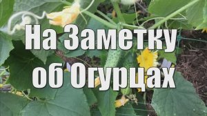Советы по Выращивание Огурцов