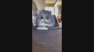 Смешные Коты #39