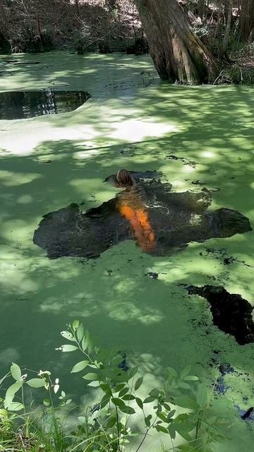 Болото и купание