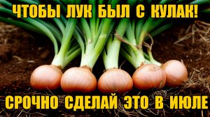 Успей сделать в июле - лук будет с кулак