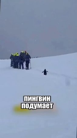 Почему пингвины не боятся людей_ 🤔 🐧 #милыеживотные #животные