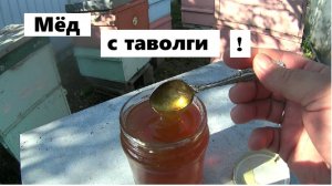 Мёд с таволги.