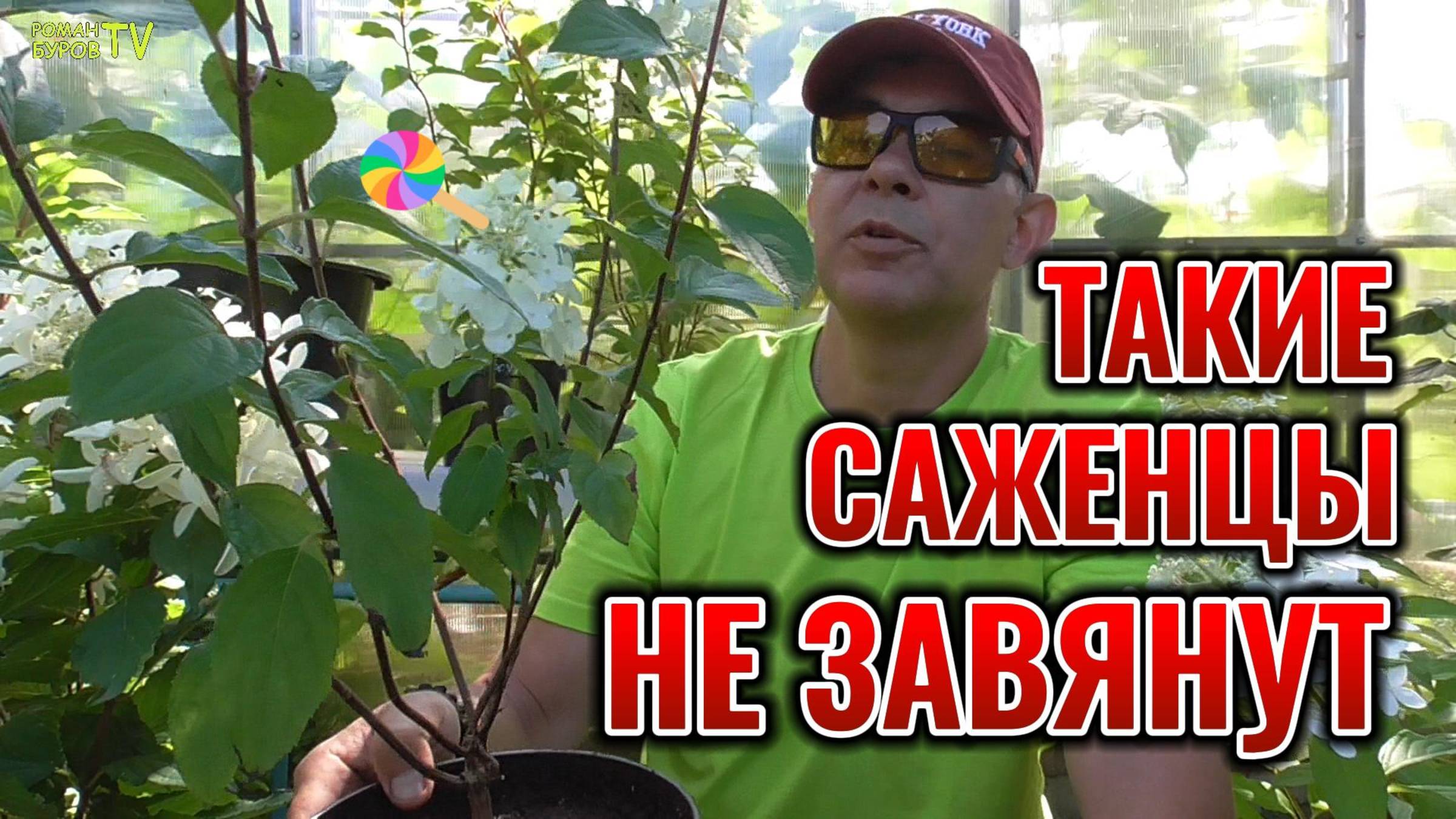 💥Таким способом можно пересадить даже цветущую гортензию в любое время - справится даже новичок 🌸