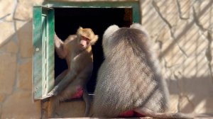 Люся ПОЦЕЛОВАЛА Елисея и повела в дом! У нее свои методы заигрывания с вожаком! Удивительная семья!