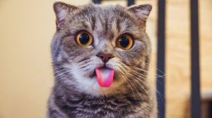 ПРИКОЛЫ С ЖИВОТНЫМИ ДО СЛЕЗ #113 Смешные КОТЫ И СОБАКИ  Приколы