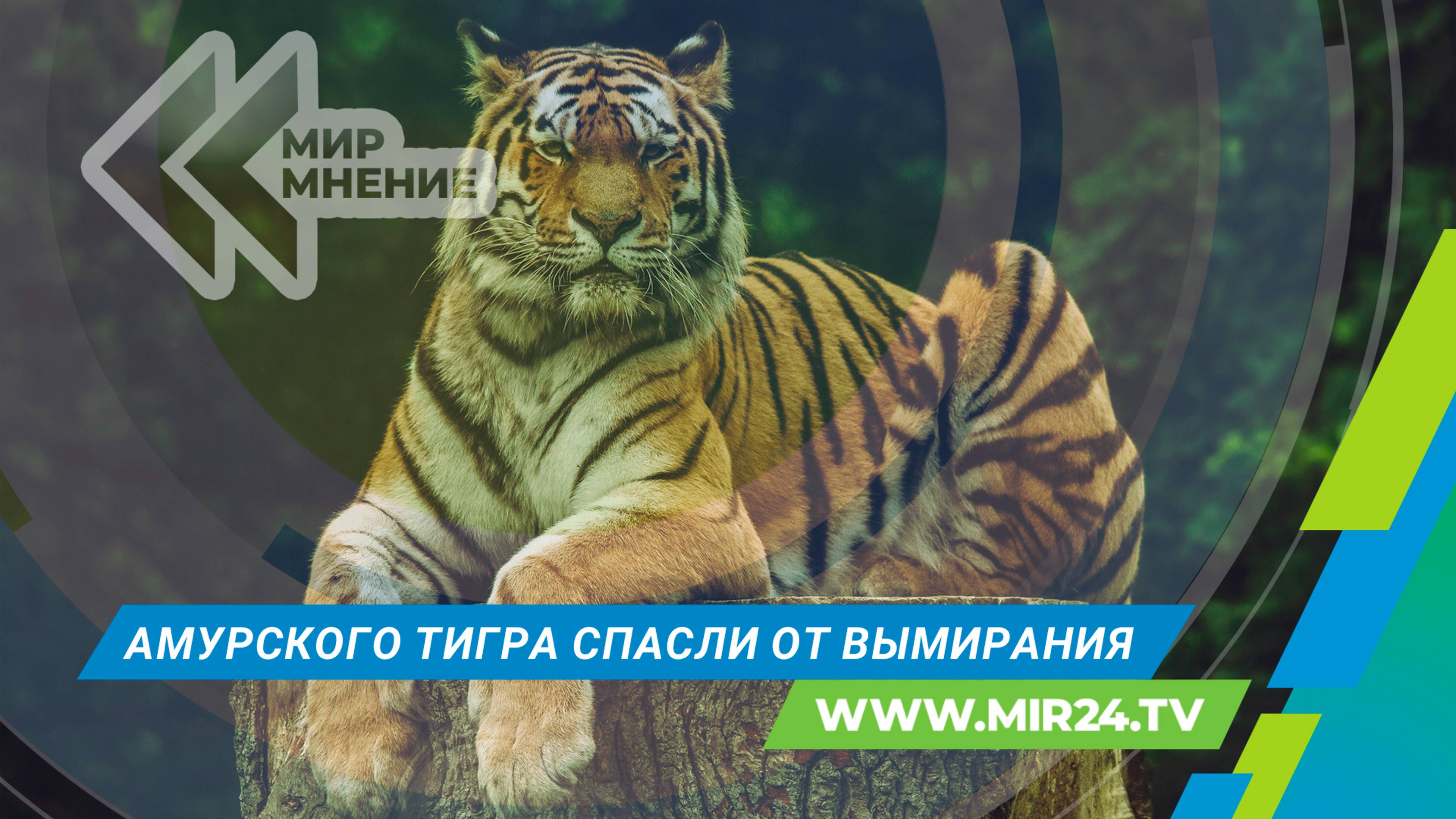 Как Россия избавилась от угрозы вымирания амурского тигра?