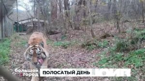 ПОЛОСАТЫЙ ДЕНЬ. Большой город 29/07/2025