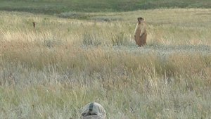 Охота на Сурка.Байбак. Ударная волна от норы