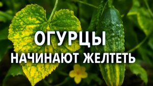 Как вернуть жизнь огурцам: подкормка, которая спасет твою грядку в августе!