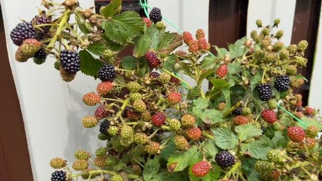 Ежевика созревает и радует