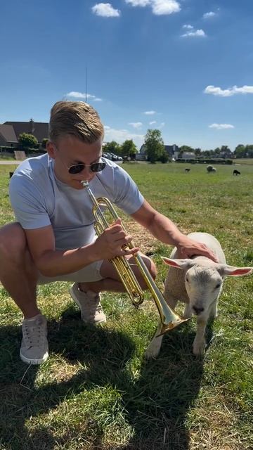 Подождите...😂🐑