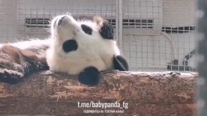 🐼 Сладкие приключения Катюши! 🦔