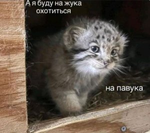 овао