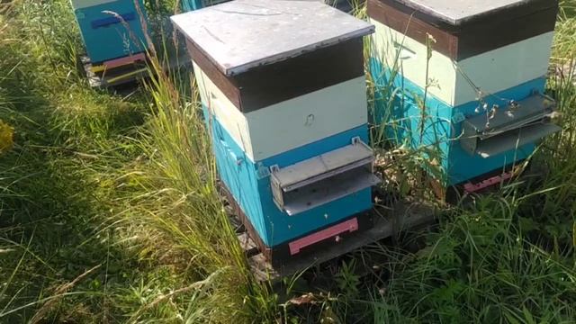 Золотарник+ставлю 2е магазины