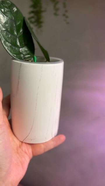 Лаконичные стаканчики из фикс прайса