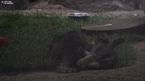 Котята манула достали маму Мию. Новосибирский зоопарк