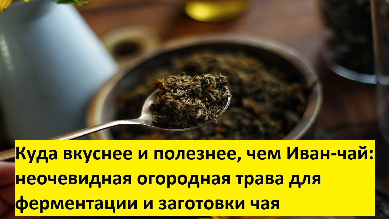 Куда вкуснее и полезнее, чем Иван-чай: неочевидная огородная трава для ферментации и заготовки чая