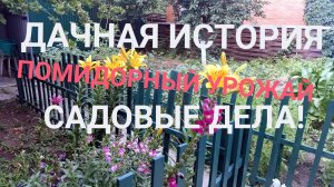 ДАЧНАЯ ИСТОРИЯ! САДОВЫЕ ДЕЛА! СОБИРАЕМ УРОЖАЙ ПОМИДОРОВ! РОСТОВ НА ДОНУ