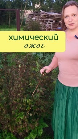 Химический ОЖОГ ЛИСТЬЕВ