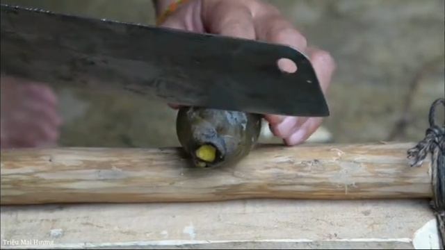 Harvesting Forest Fruits: Peeling process Taking the seeds of Buffalo feet Goes Trieu Mai Huong .mp4