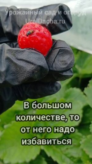 Вредители клубники от которых срочно надо избавляться