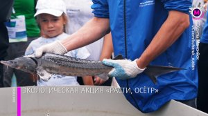Участники форума «Арктика_ Лед тронулся» выпустили сибирского осетра в Иртыш – Ханты-Мансийск