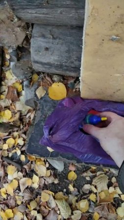 Бичева октябрьская