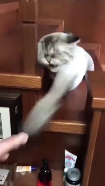 Будни котят