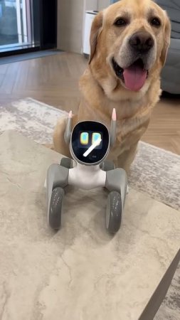 Роботы заменят собак？🐶