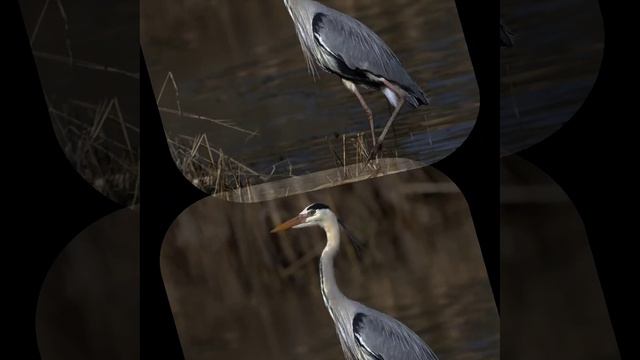 Цапля