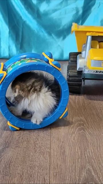 КОТЯТА. Сильный котенок.