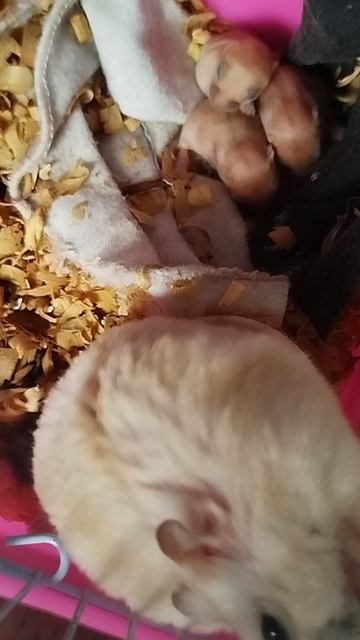 Хомяки