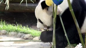 🌠 **Космическое угощение для нашего Жуи!** 🐼