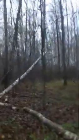 Заготовка дров на зиму