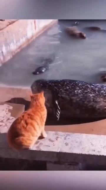 Подборка смешных котов