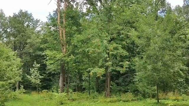 Главный ботанический сад имени Н. В. Цицина РАН 24.07.2025