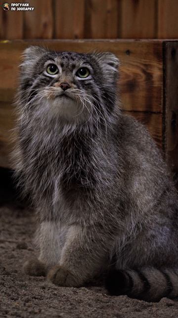Котенок манула Евы. Новосибирский зоопарк