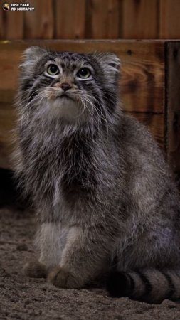 Котенок манула Евы. Новосибирский зоопарк