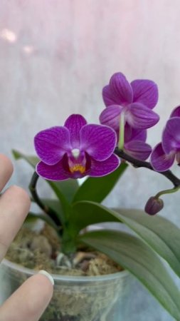 Микро орхидейка! Маленькая милота ❤️