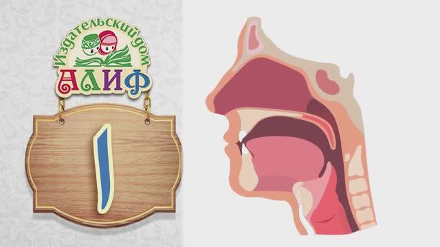 Долгая буква ا _Алиф_ Места артикуляции звуков арабского алфавита