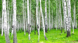 ПОСЛЕДНЯЯ ПОЭМА ИЗ К/Ф "ВАМ И НЕ СНИЛОСЬ" Одно из прекраснейших произведений !