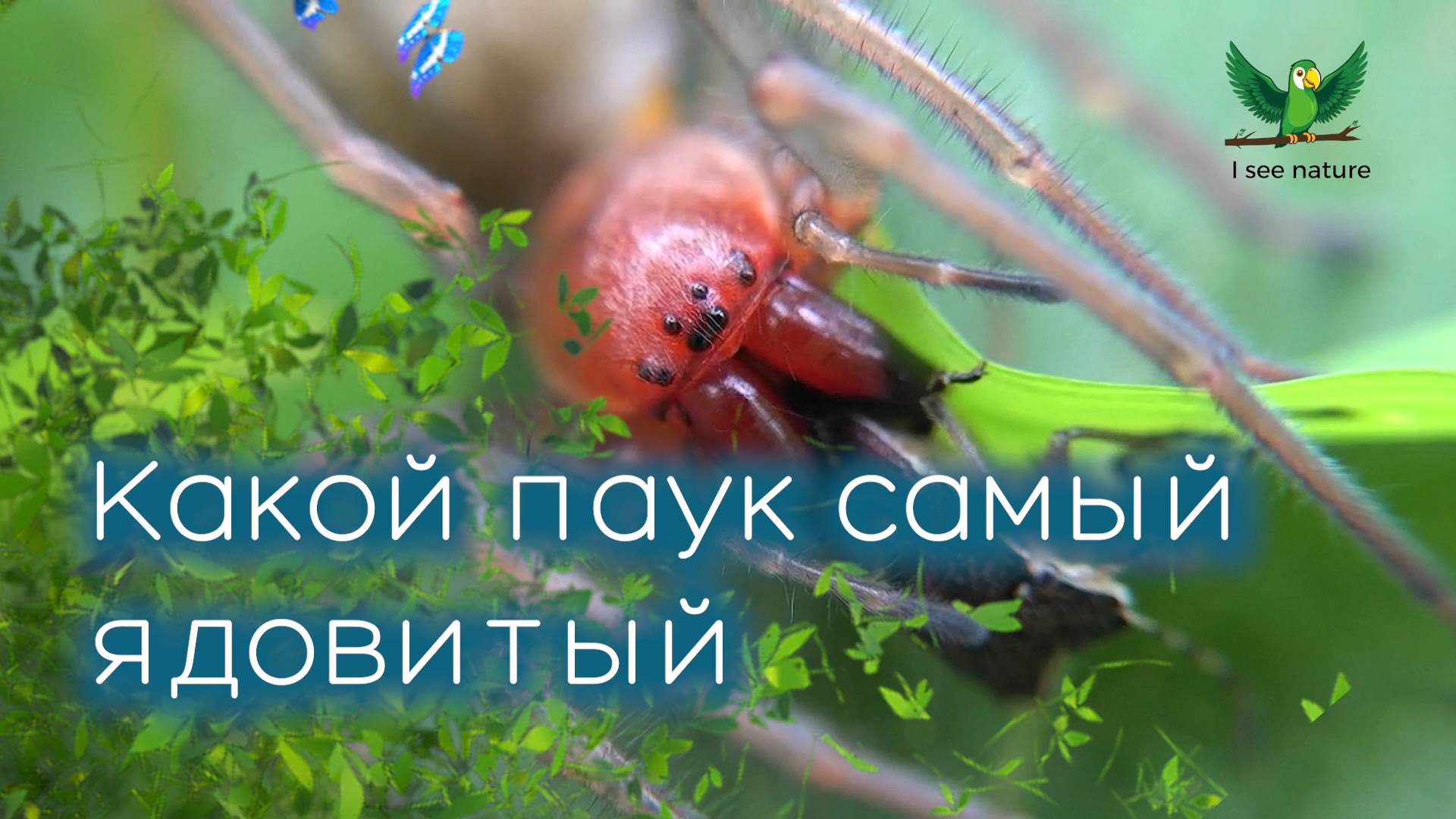 Какой паук самый ядовитый?