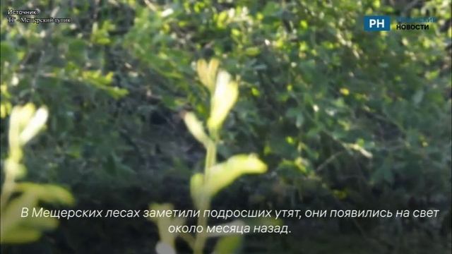 В Рязанской области подросли дикие утята