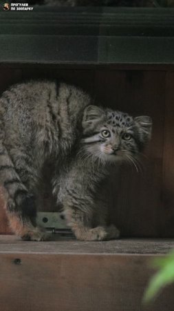 Котенок манула Мии потягивается. Новосибирский зоопарк