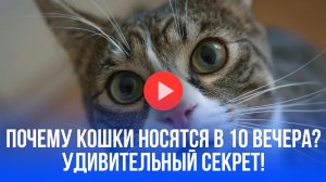 Почему ваши кошки превращаются в хулиганов каждую ночь? Ветеринар раскрыл шокирующий секрет!