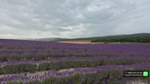 Самые красивые и невероятные ЛАВАНДОВЫЕ ПОЛЯ в Крыму! 🌸 Обязательно к посещению!